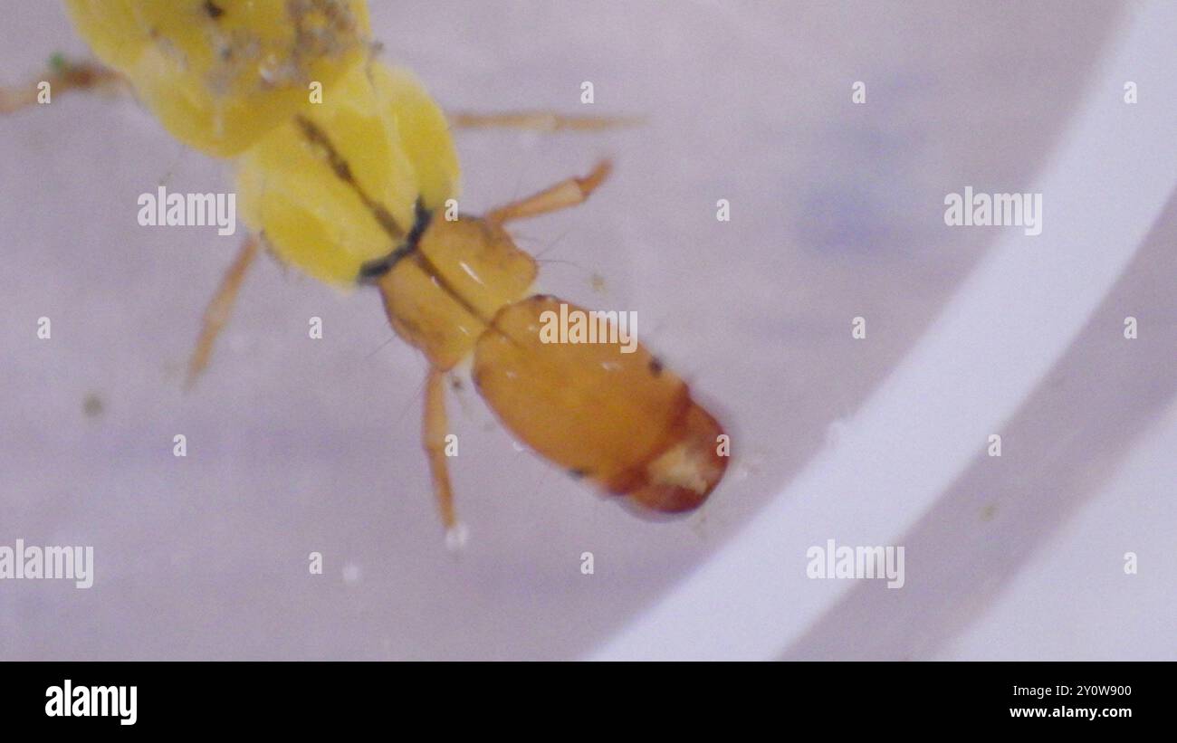 Little Black Caddisflies (Chimarra) Insecta Stock Photo - Alamy