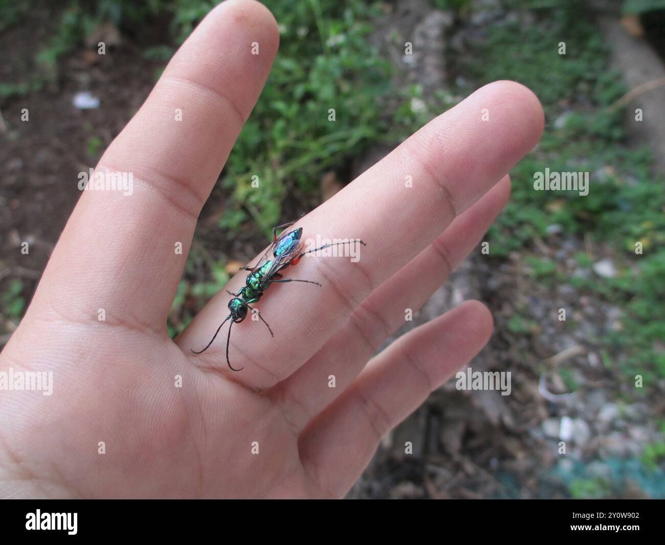 Emerald Cockroach Wasp (Ampulex compressa) Insecta Stock Photo - Alamy
