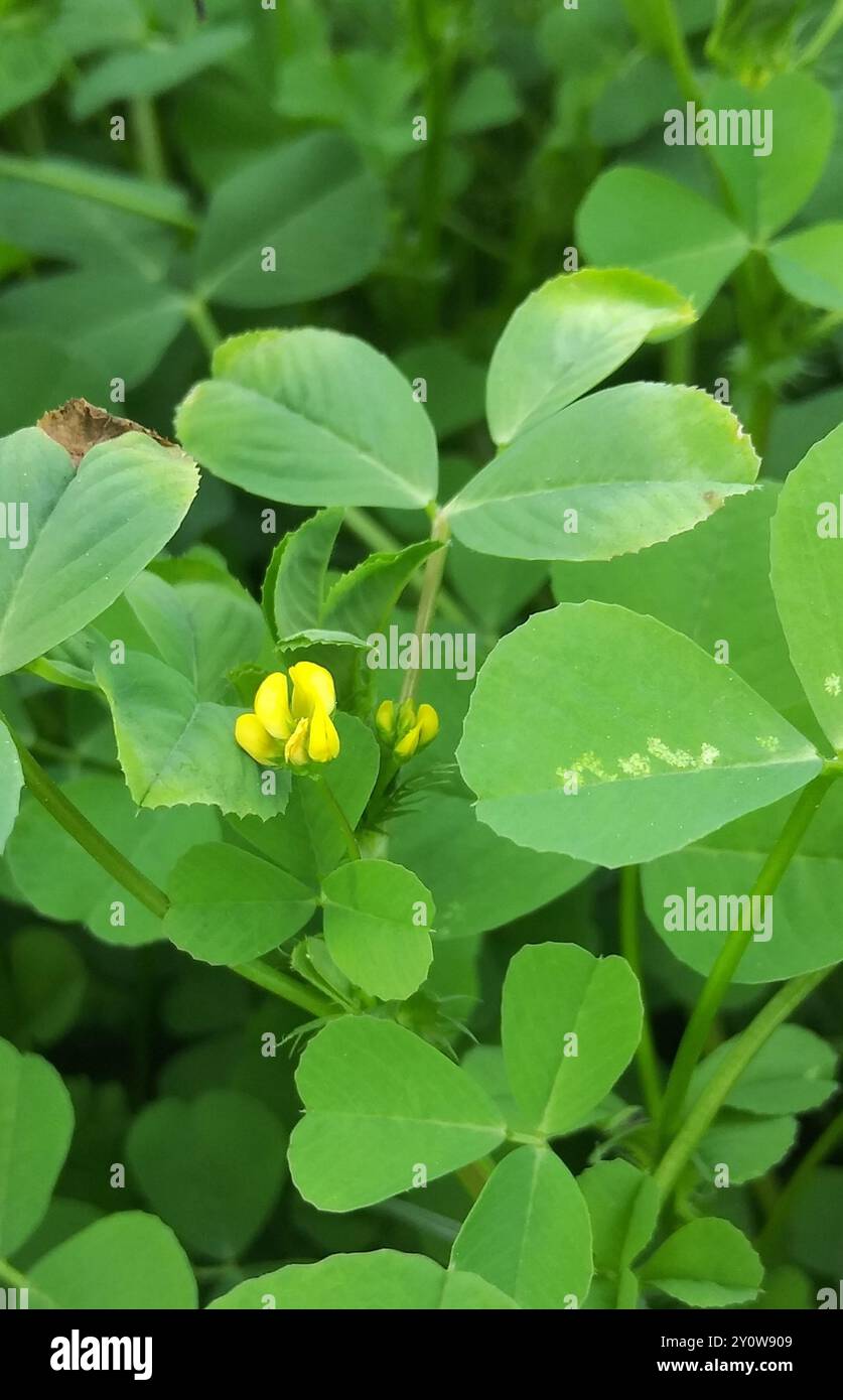 bur clover (Medicago polymorpha) Plantae Stock Photo - Alamy