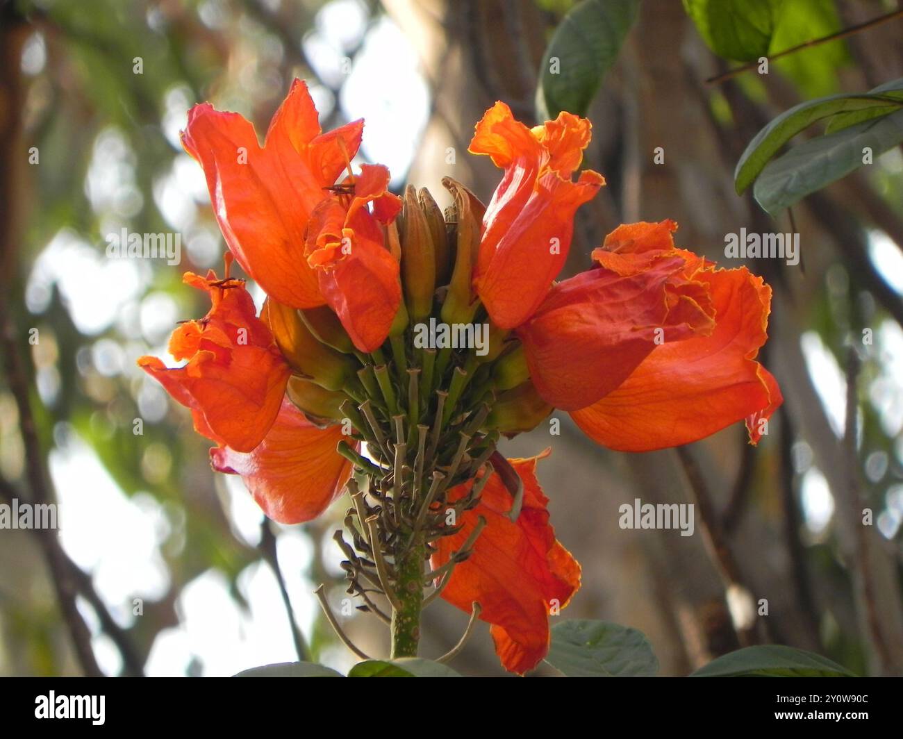 African tulip tree (Spathodea campanulata) Plantae Stock Photo - Alamy
