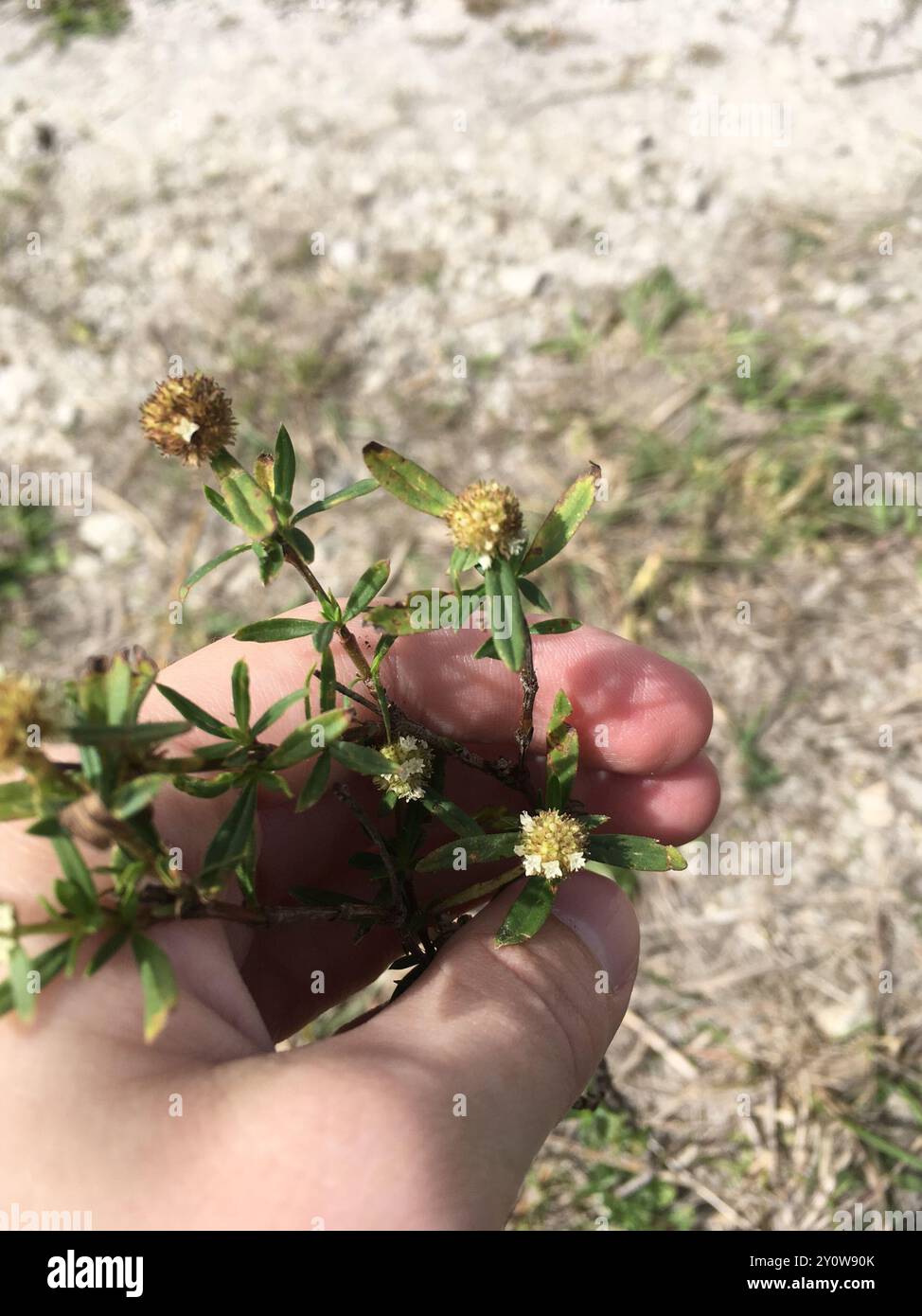 shrubby false buttonweed (Spermacoce verticillata) Plantae Stock Photo ...