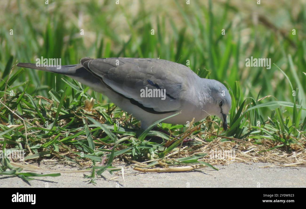 Picuí Ground Dove (Columbina picui) Aves Stock Photo - Alamy
