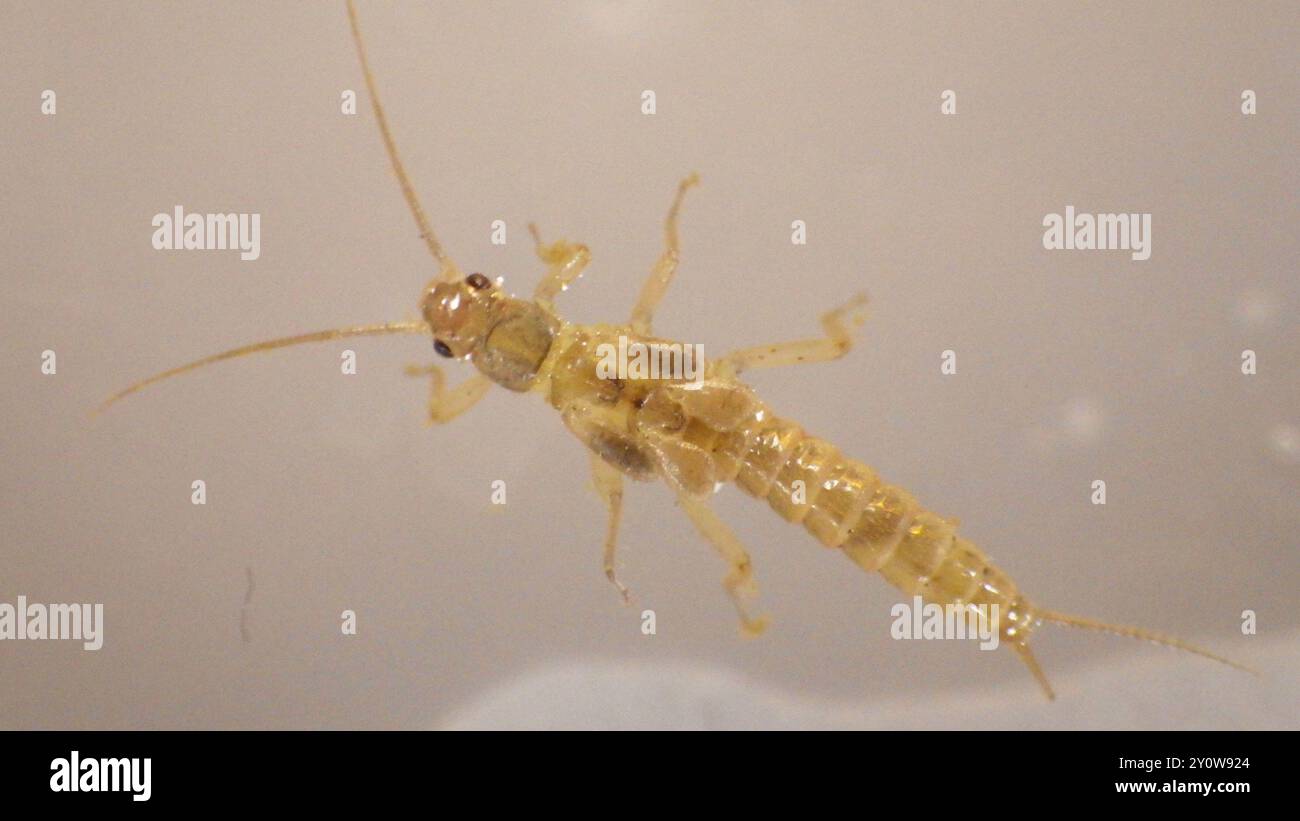 Small Winter Stoneflies (Capniidae) Insecta Stock Photo - Alamy
