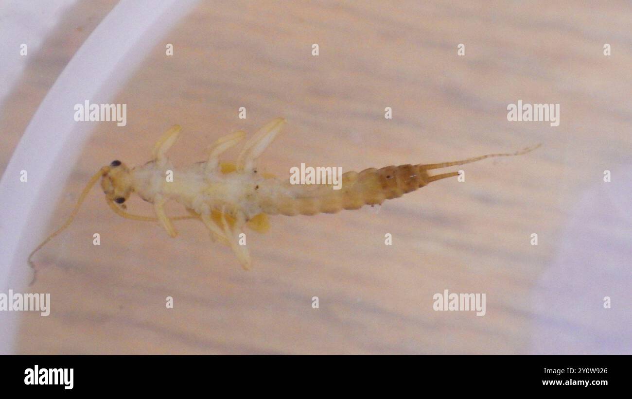 Small Winter Stoneflies (Capniidae) Insecta Stock Photo - Alamy