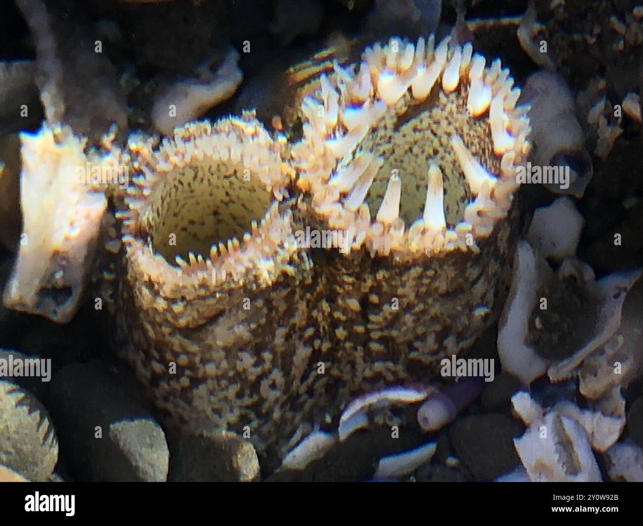 Venus Clams (Veneridae) Mollusca Stock Photo - Alamy