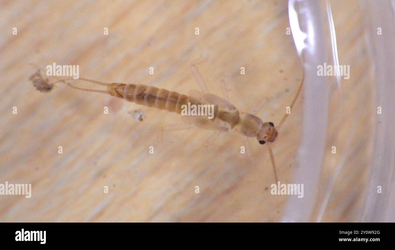 Small Winter Stoneflies (Capniidae) Insecta Stock Photo - Alamy