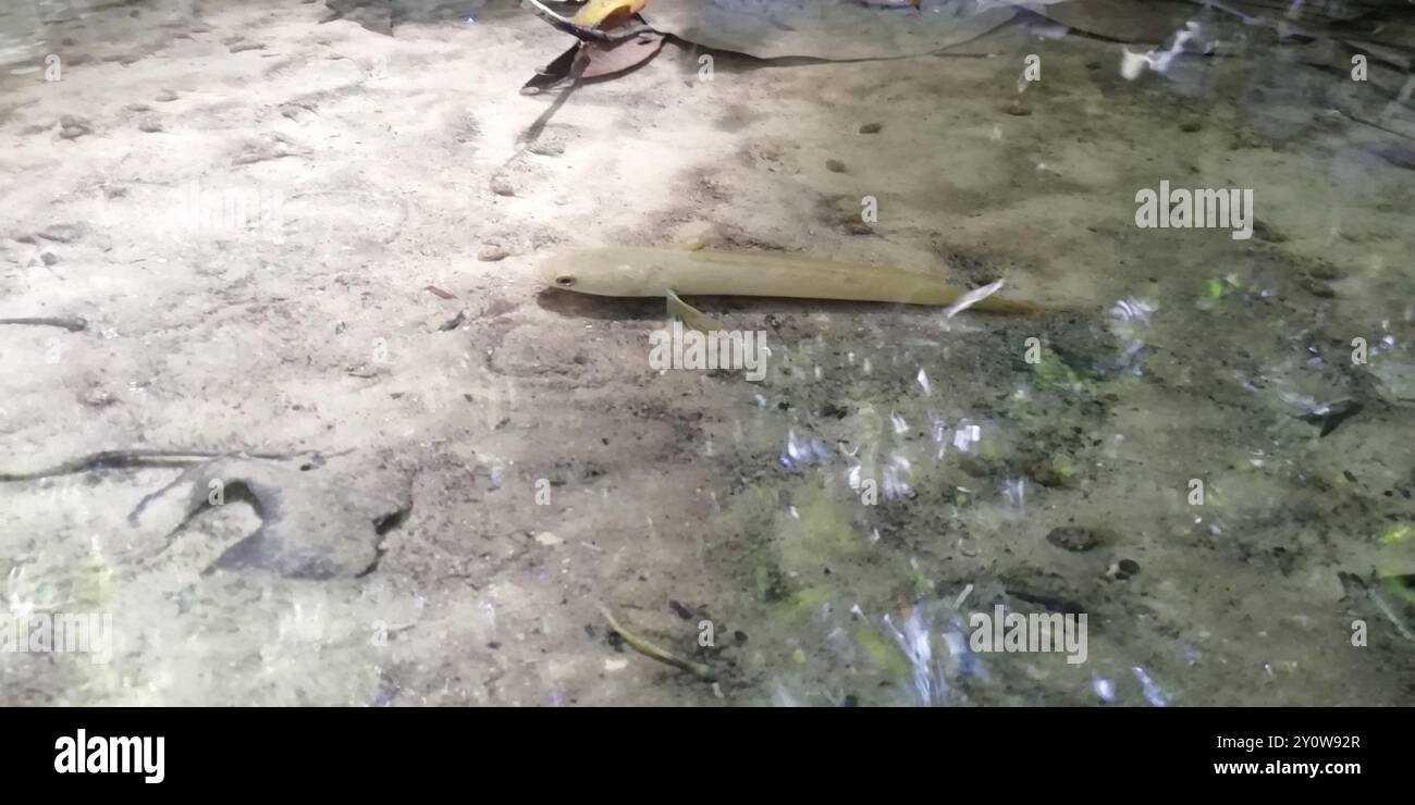 Striped Snakehead (Channa striata) Actinopterygii Stock Photo - Alamy