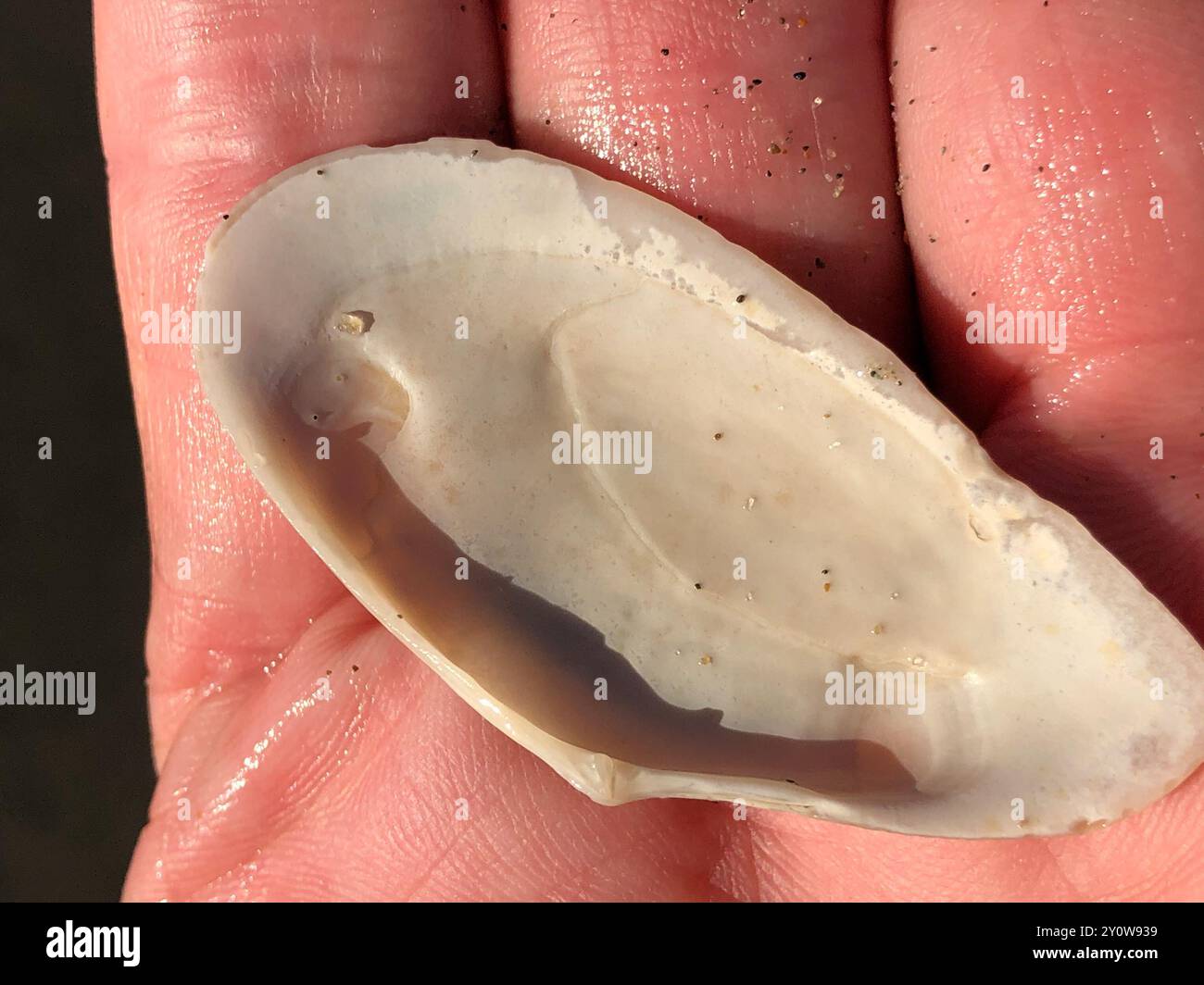 Bodega Tellin (Megangulus bodegensis) Mollusca Stock Photo - Alamy