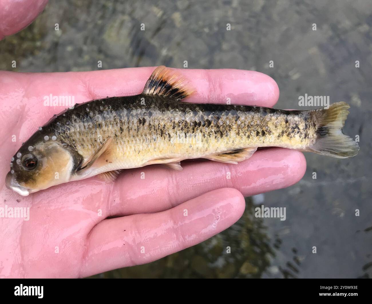 Central Stoneroller (Campostoma anomalum) Actinopterygii Stock Photo ...