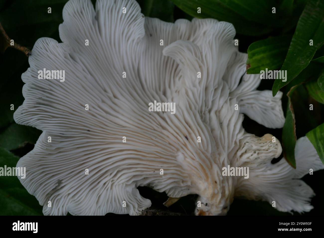 Pink Oyster Mushroom (Pleurotus djamor) Fungi Stock Photo - Alamy