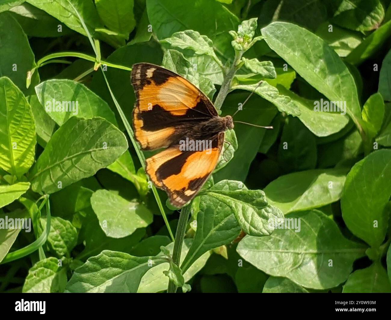 African Yellow Pansy (Junonia hierta cebrene) Insecta Stock Photo - Alamy