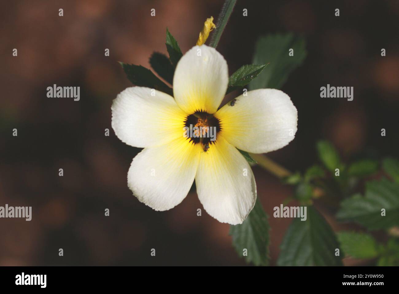Cuban Buttercup (Turnera subulata) Plantae Stock Photo - Alamy