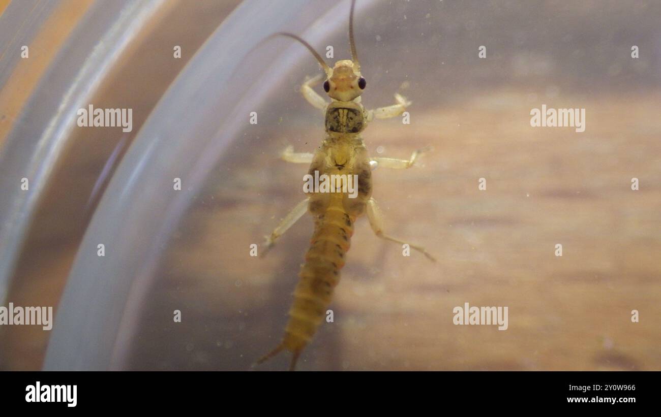 Small Winter Stoneflies (Capniidae) Insecta Stock Photo - Alamy