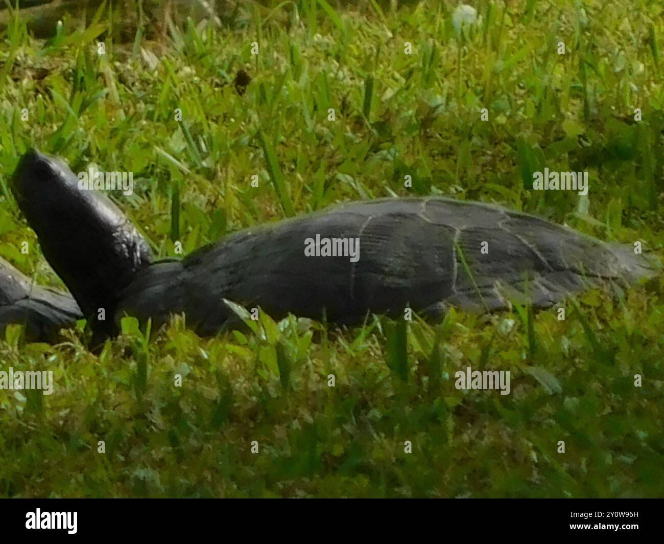 Pond Slider (Trachemys scripta) Reptilia Stock Photo - Alamy