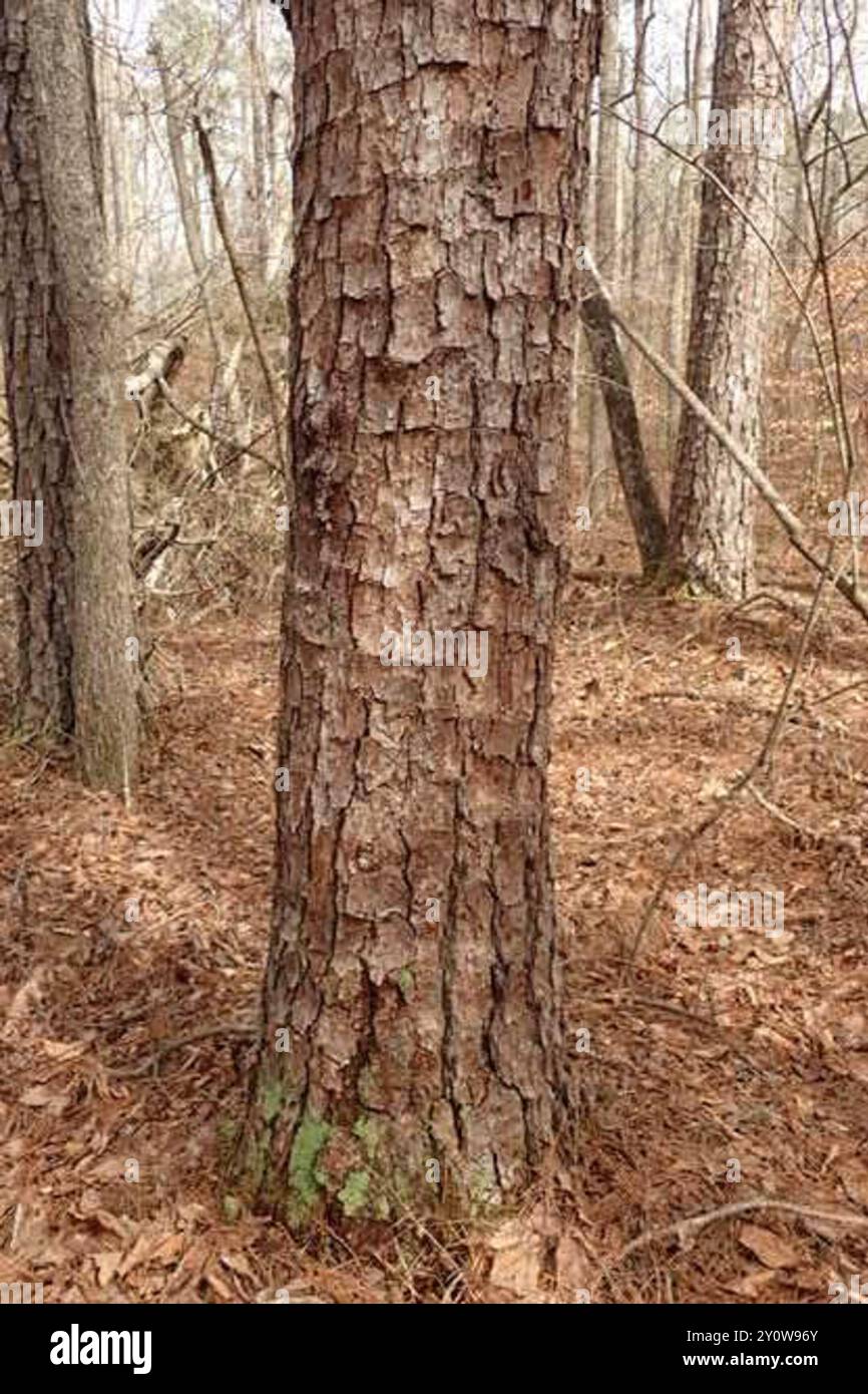 shortleaf pine (Pinus echinata) Plantae Stock Photo - Alamy