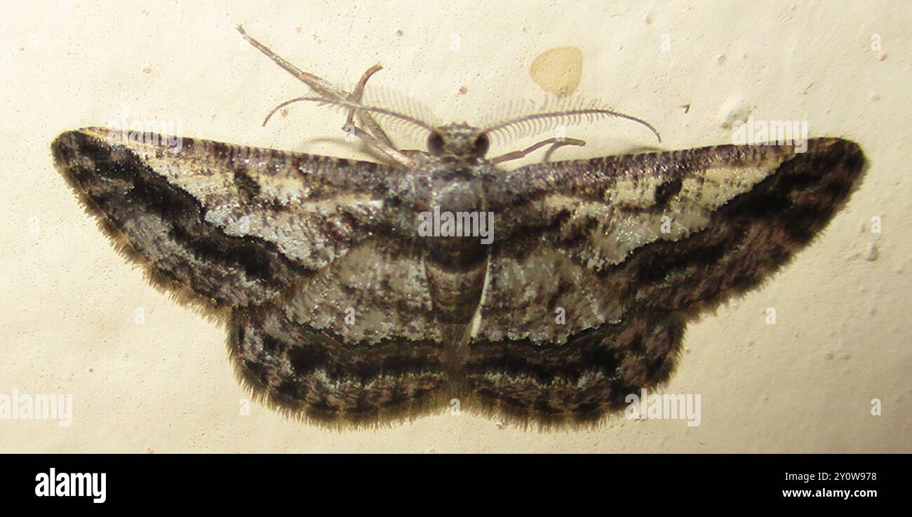 Geometer Moths (Geometridae) Insecta Stock Photo - Alamy