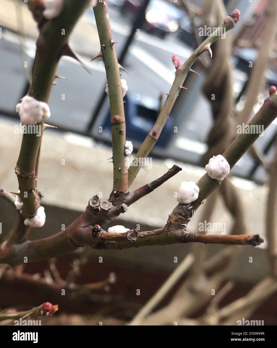 Indian Wax Scale (Ceroplastes ceriferus) Insecta Stock Photo - Alamy