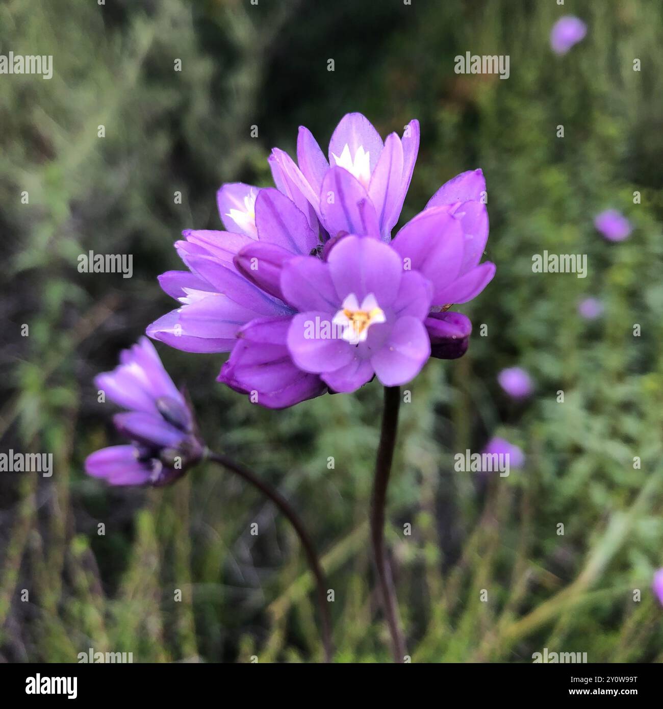 (Dipterostemon capitatus capitatus) Plantae Stock Photo - Alamy