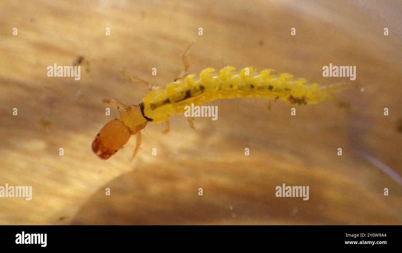 Little Black Caddisflies (Chimarra) Insecta Stock Photo - Alamy