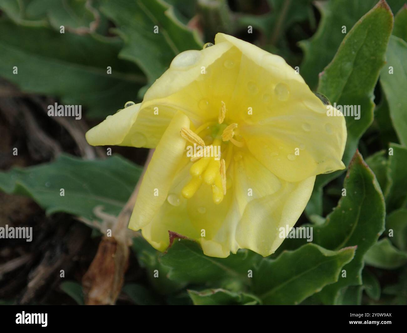cutleaf evening primrose (Oenothera laciniata) Plantae Stock Photo - Alamy