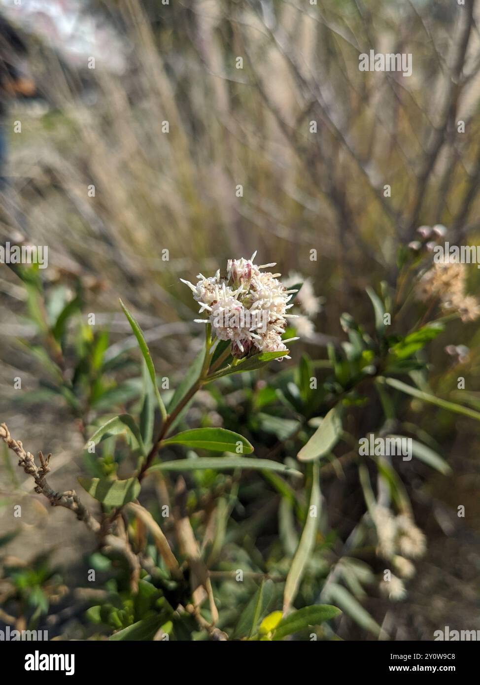 mule fat (Baccharis salicifolia) Plantae Stock Photo - Alamy