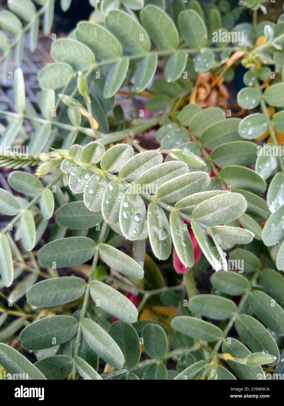 'ōhai (Sesbania tomentosa) Plantae Stock Photo - Alamy