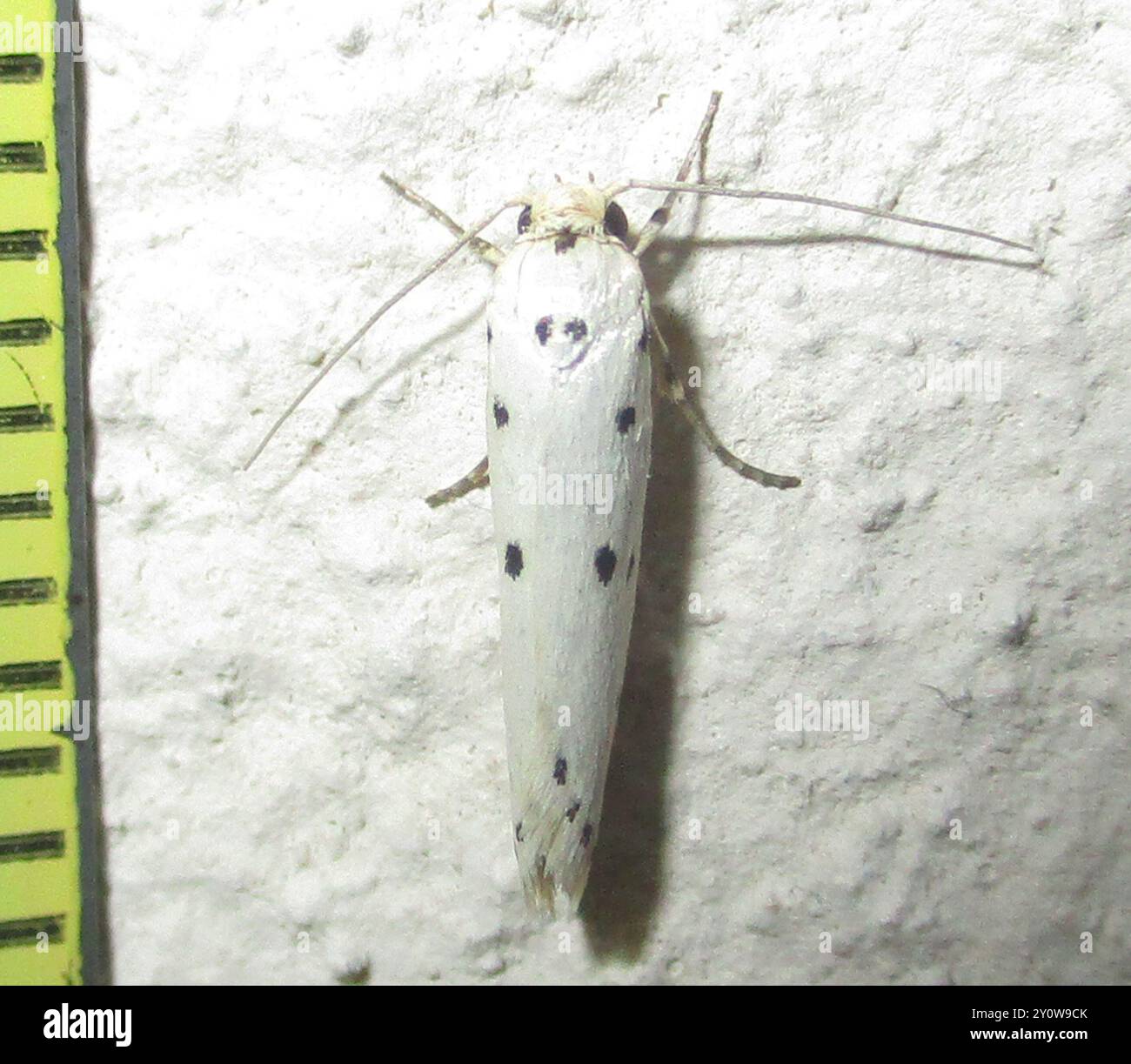 (Ethmia austronamibiensis) Insecta Stock Photo - Alamy