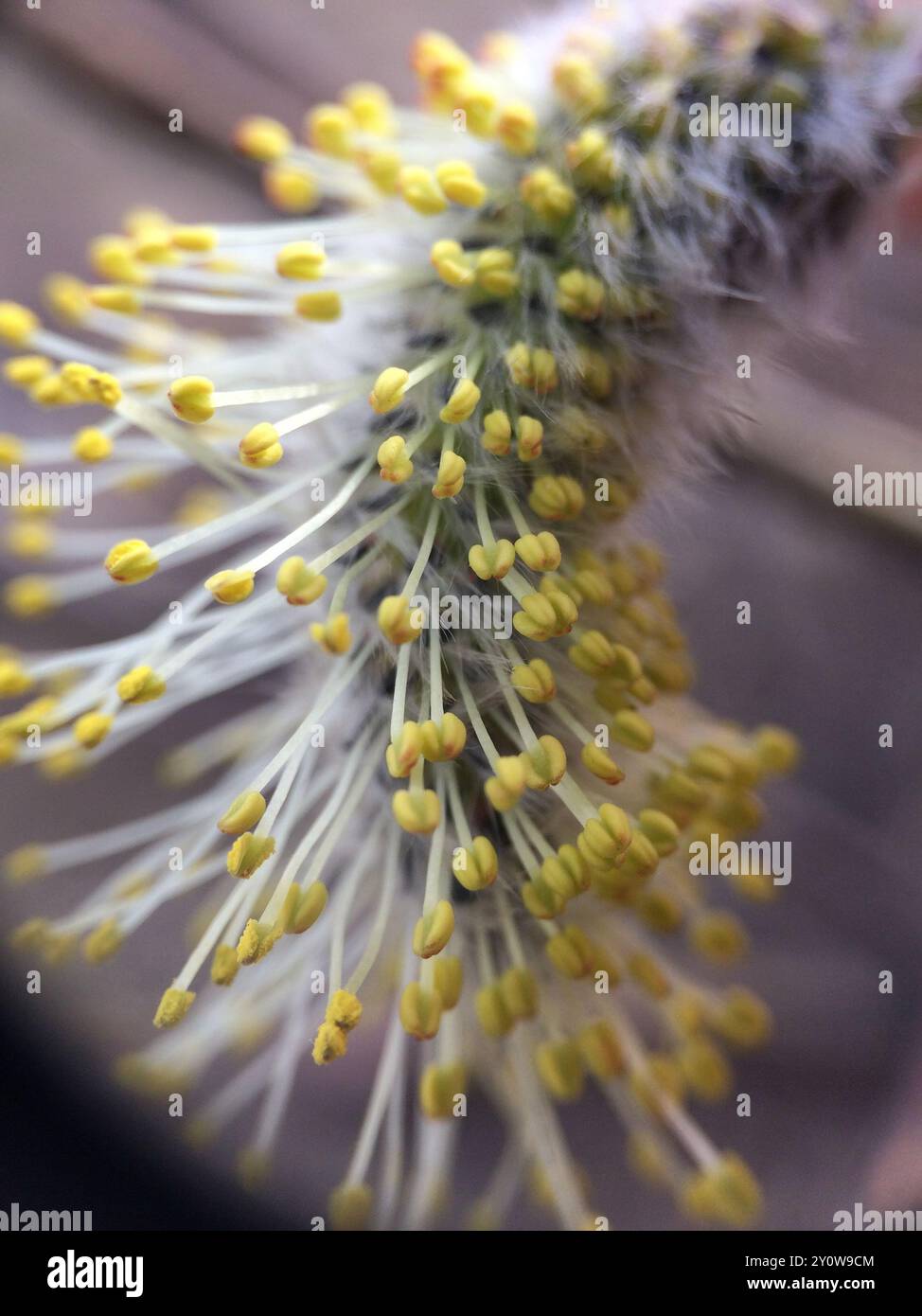 pussy willow (Salix discolor) Plantae Stock Photo - Alamy