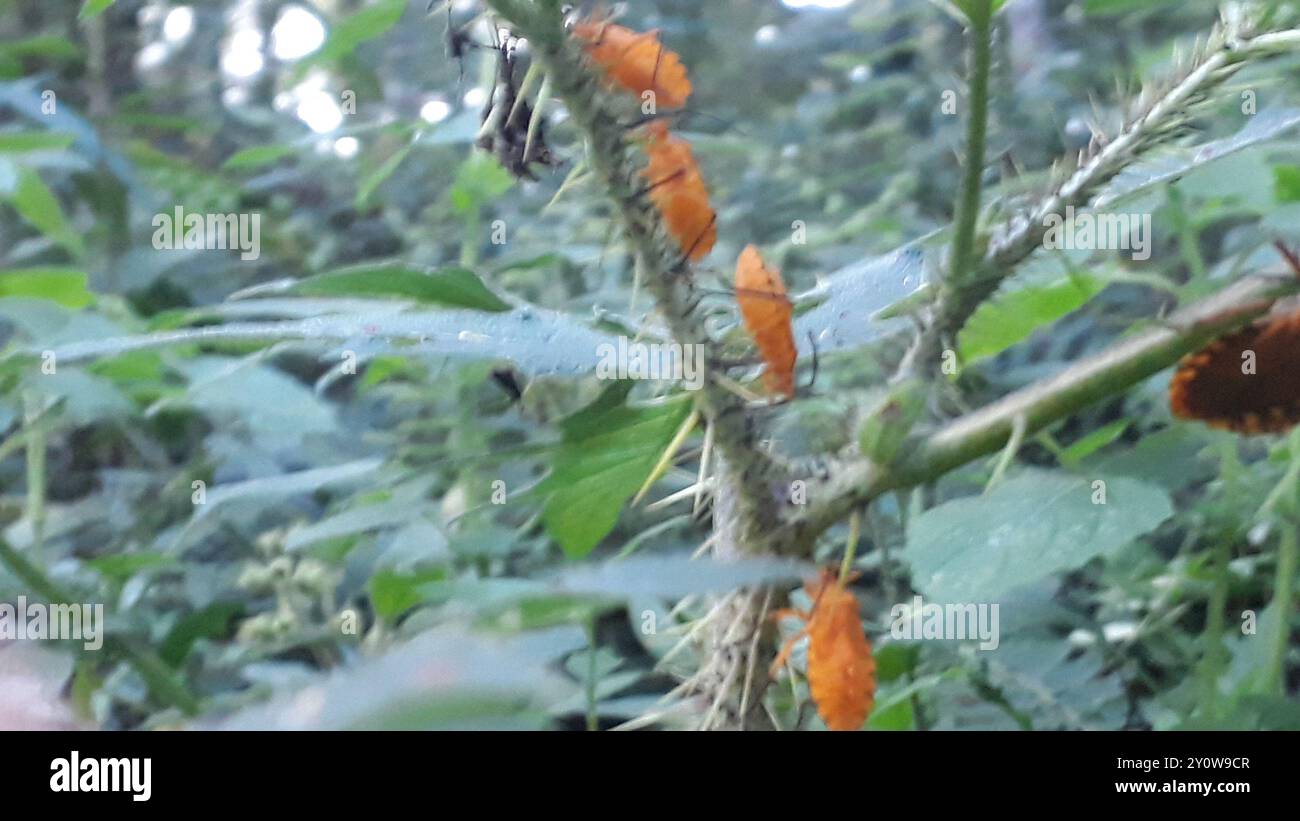 (Spartocera fusca) Insecta Stock Photo - Alamy