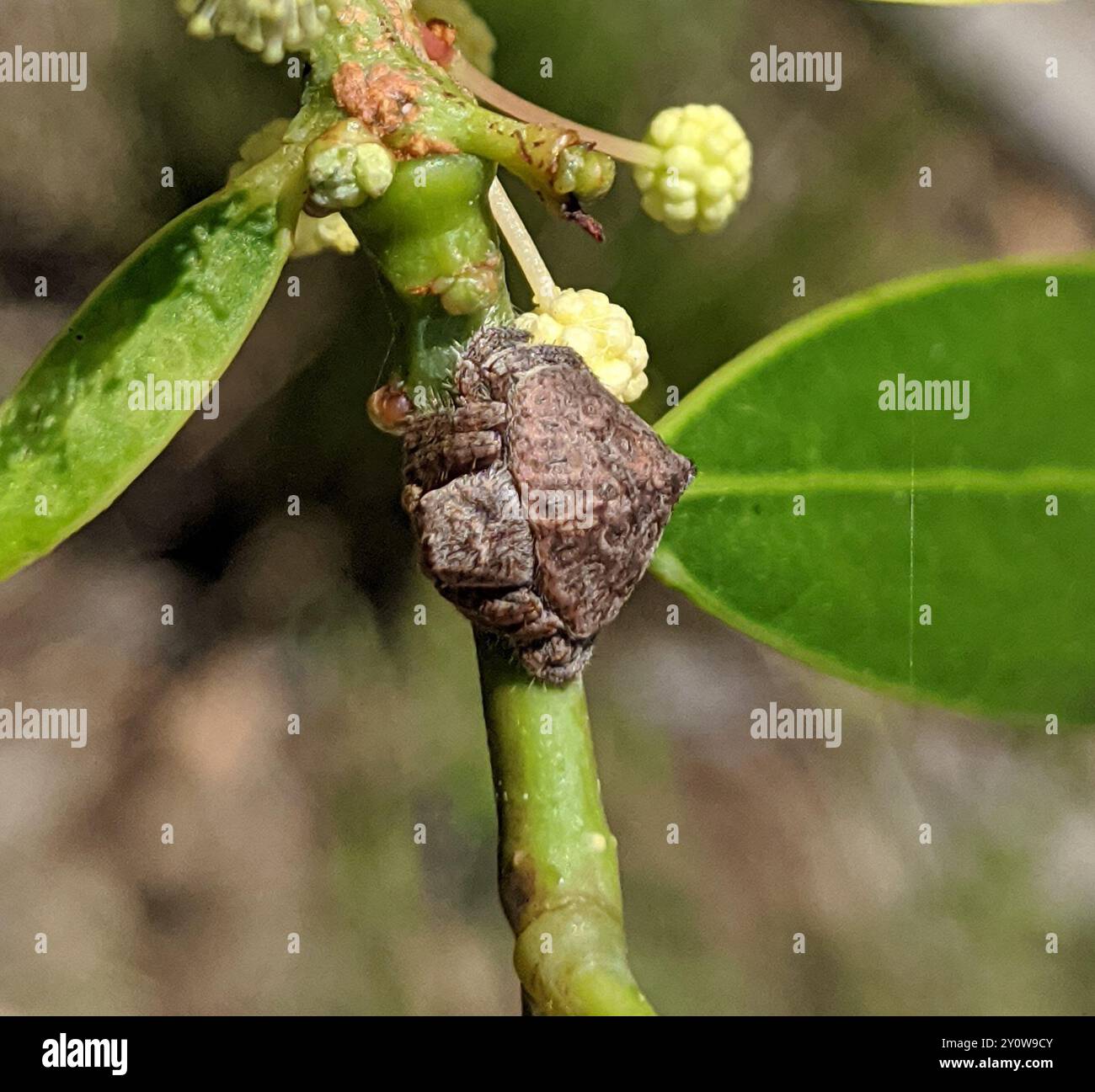 Wrap-around Spiders (Dolophones) Arachnida Stock Photo - Alamy