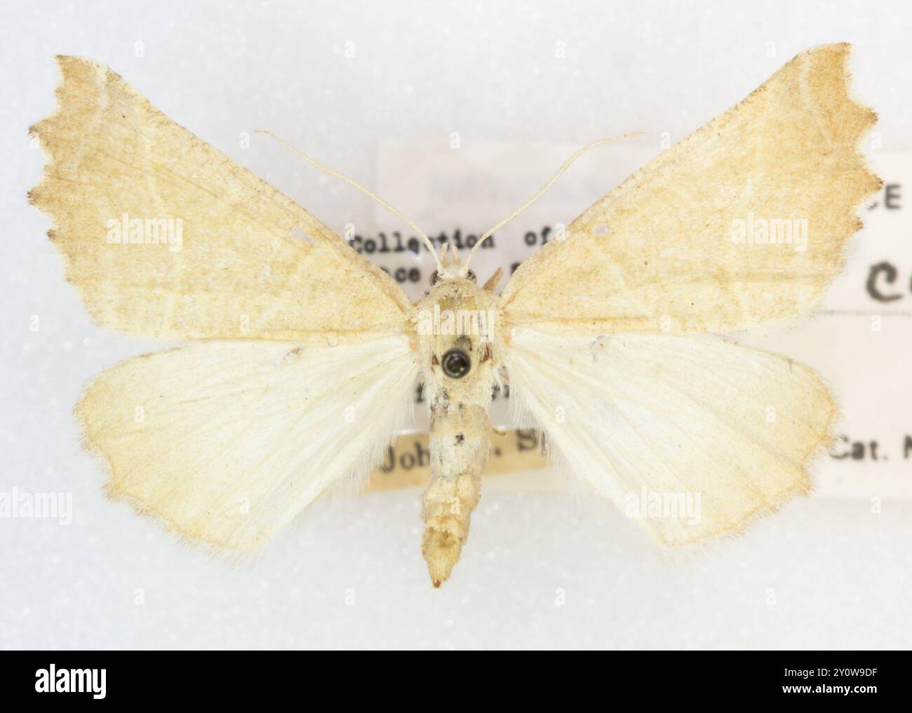 Calcaria hi-res stock photography and images - Alamy