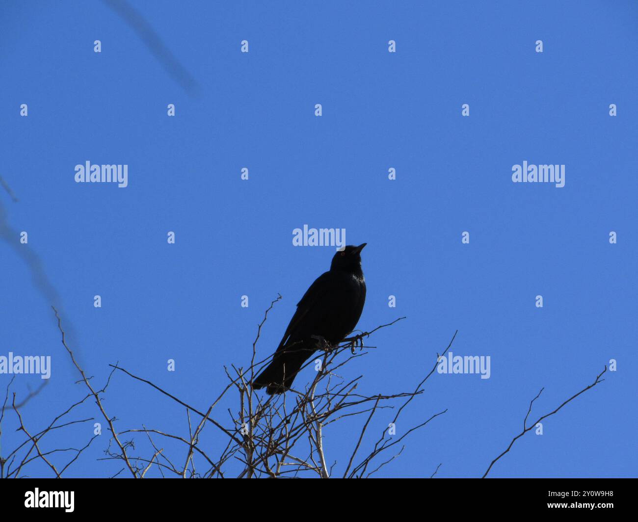 Pale-winged Starling (Onychognathus nabouroup) Aves Stock Photo - Alamy