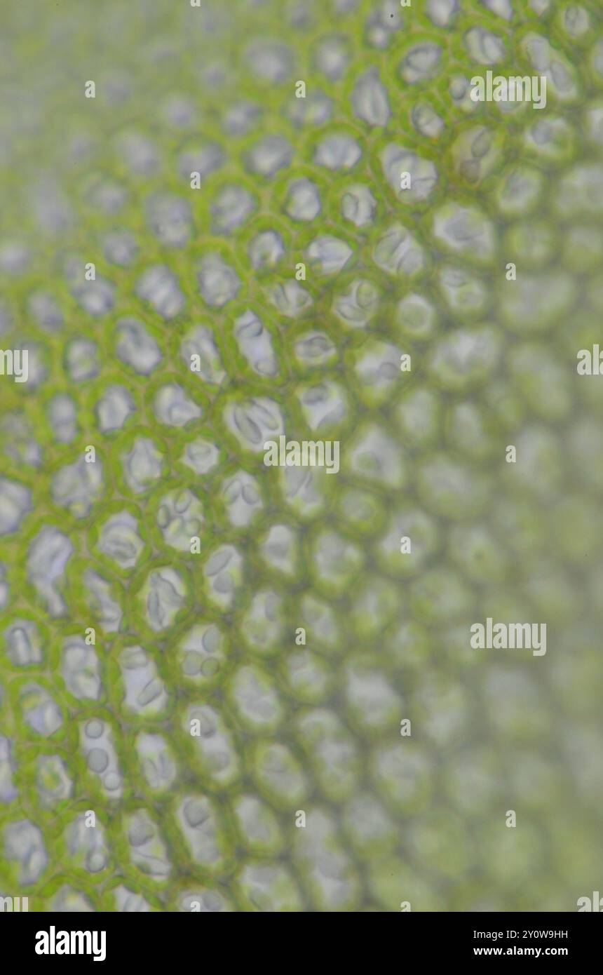 Dwarf Flapwort (Jungermannia pumila) Plantae Stock Photo - Alamy