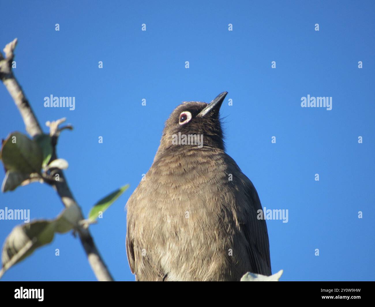 Cape Bulbul (Pycnonotus capensis) Aves Stock Photo - Alamy