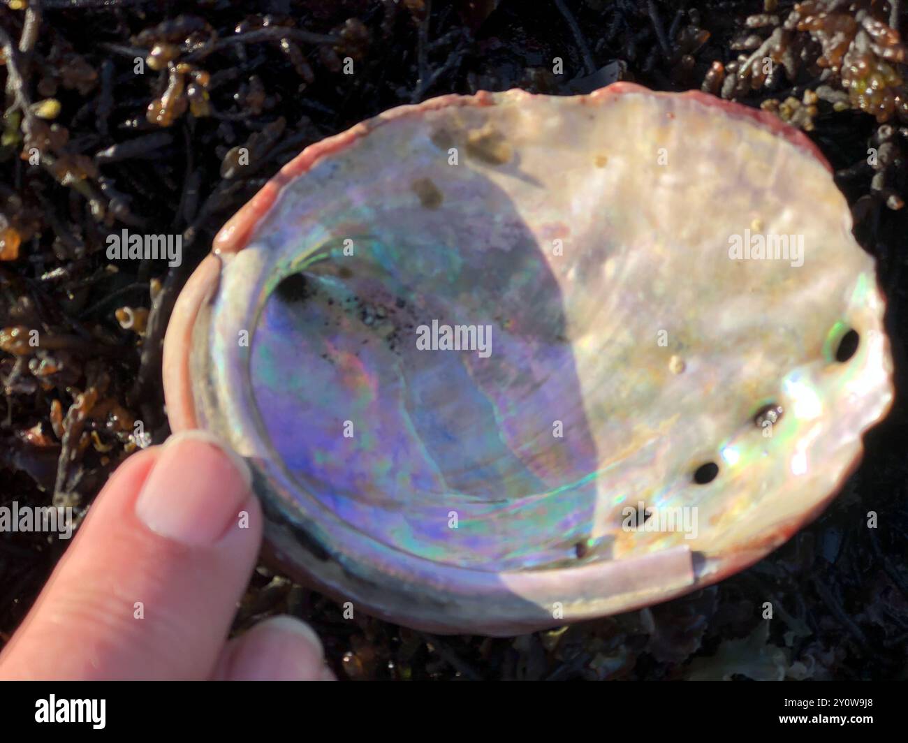 Red Abalone (Haliotis rufescens) Mollusca Stock Photo - Alamy