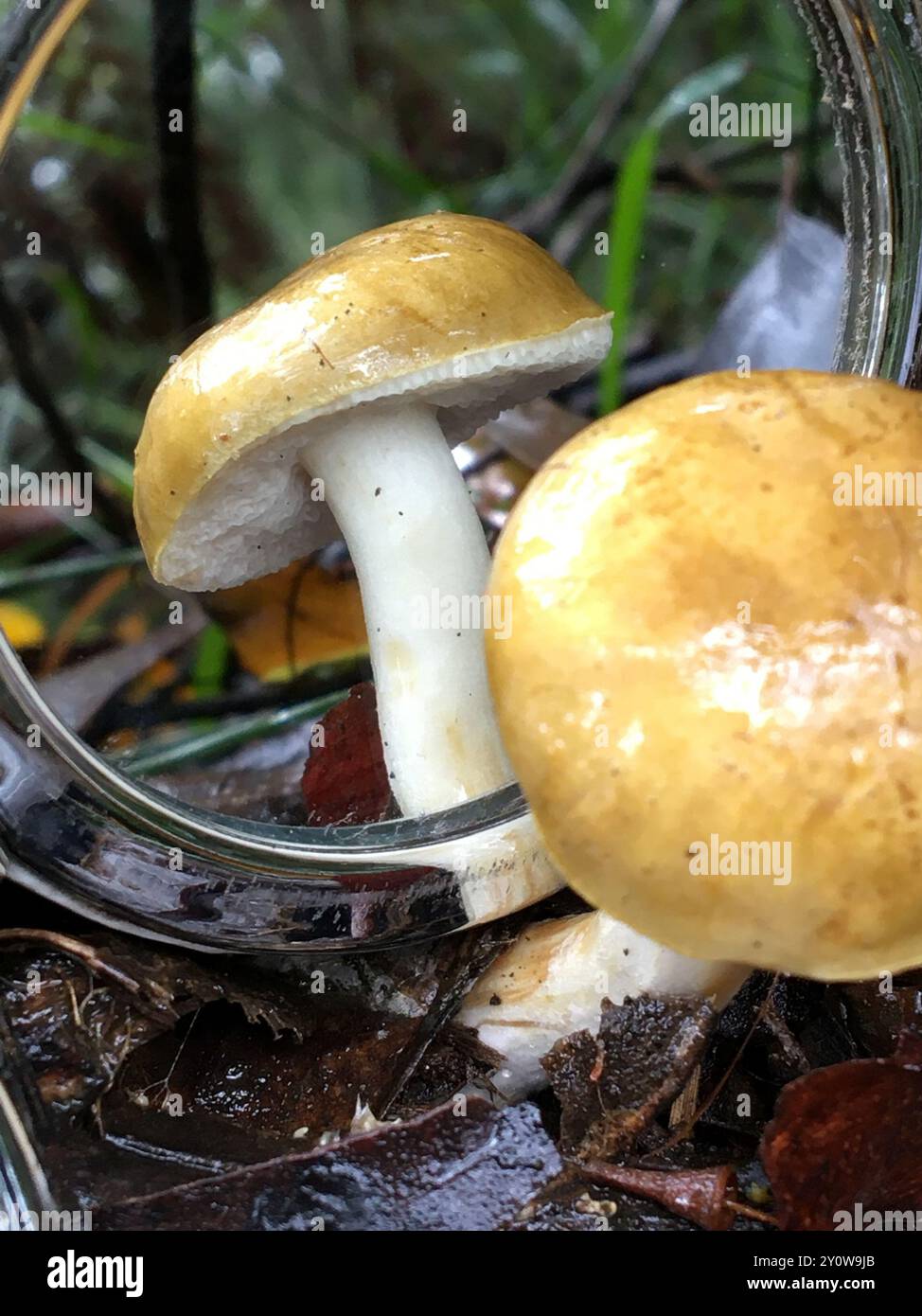 boletes (Boletaceae) Fungi Stock Photo - Alamy