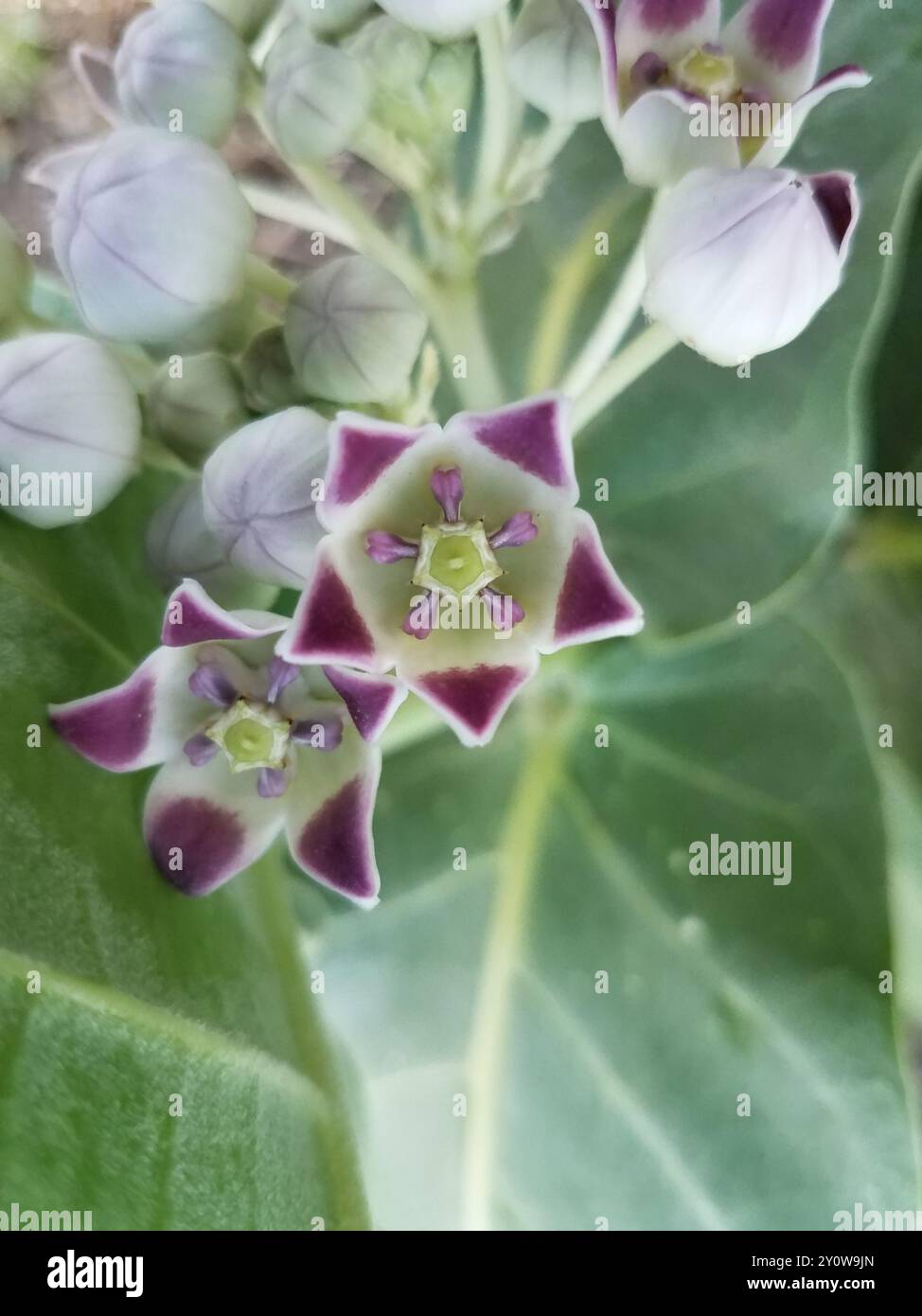 giant milkweed (Calotropis procera) Plantae Stock Photo - Alamy