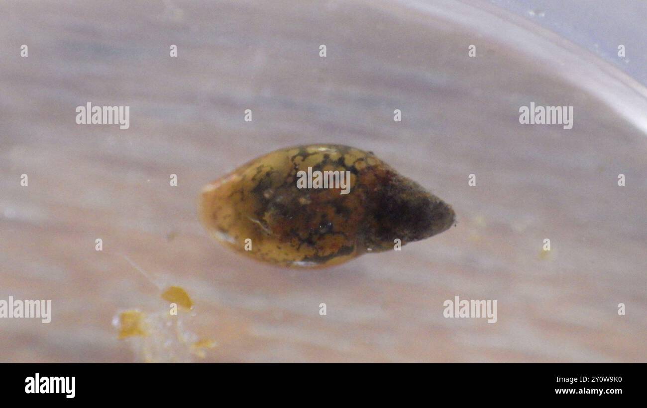 Bladder Snails (Physidae) Mollusca Stock Photo - Alamy