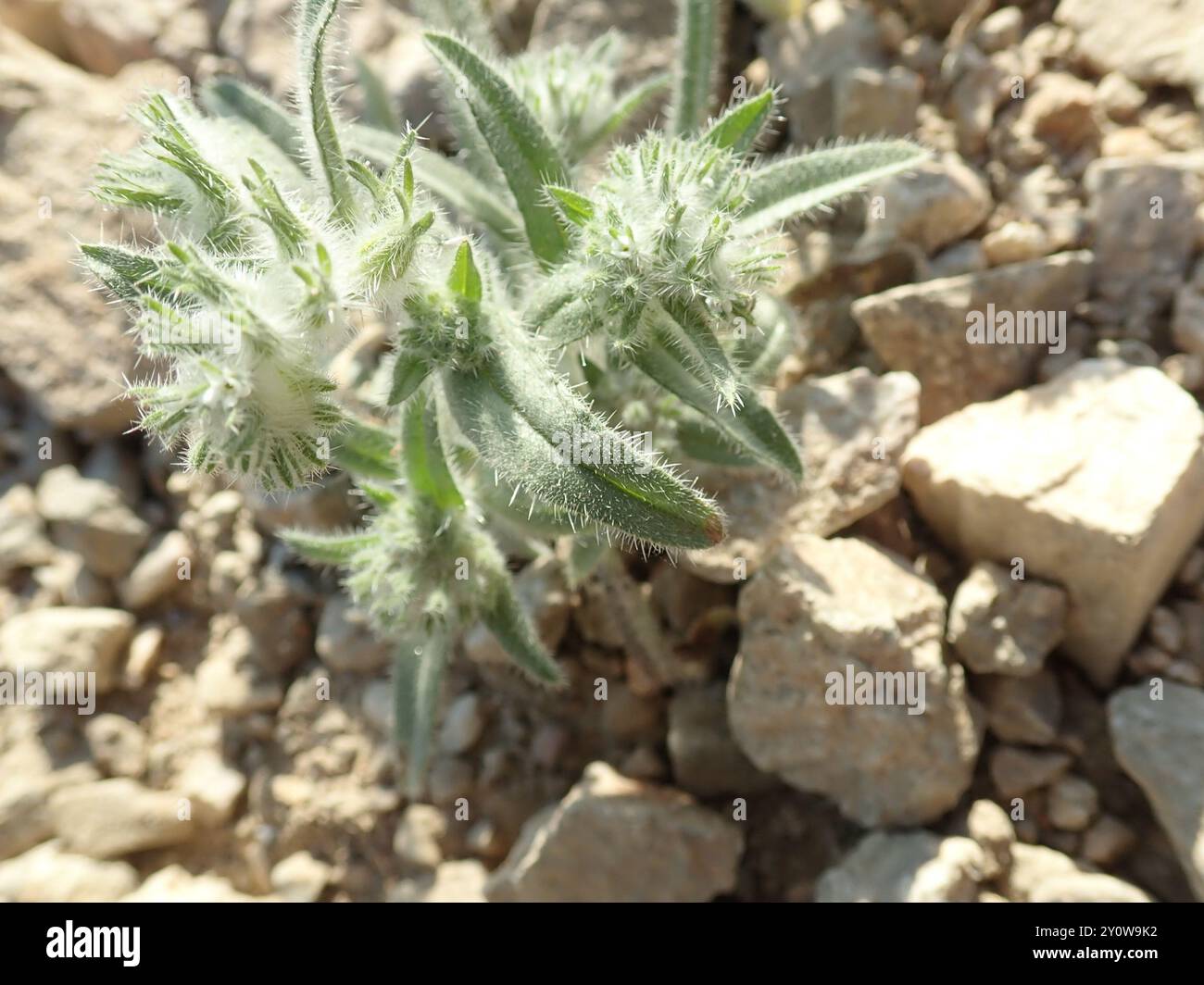 Notch-leaf Scorpionweed (Phacelia crenulata) Plantae Stock Photo - Alamy