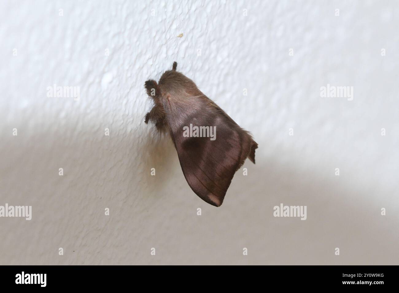 (Hylesia metabus) Insecta Stock Photo - Alamy