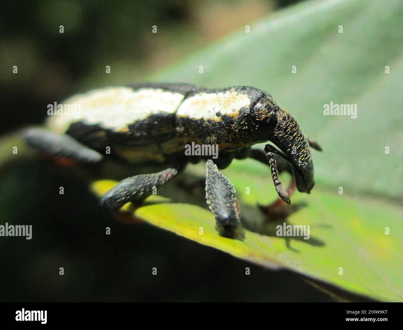 (Heilipus gibbus) Insecta Stock Photo - Alamy