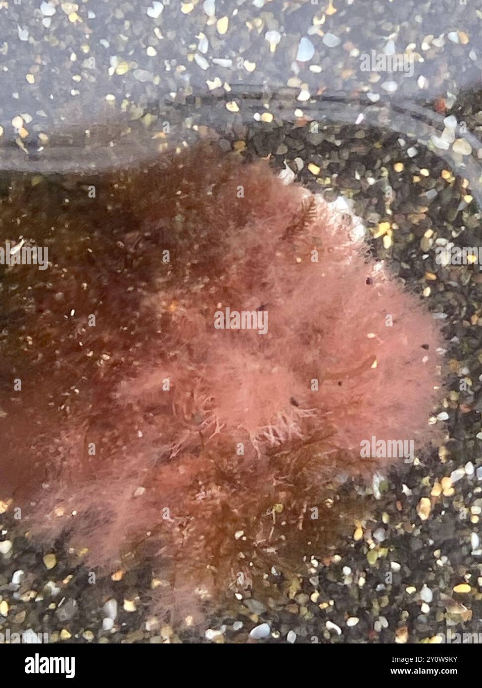 red algae (Rhodophyta) Plantae Stock Photo - Alamy