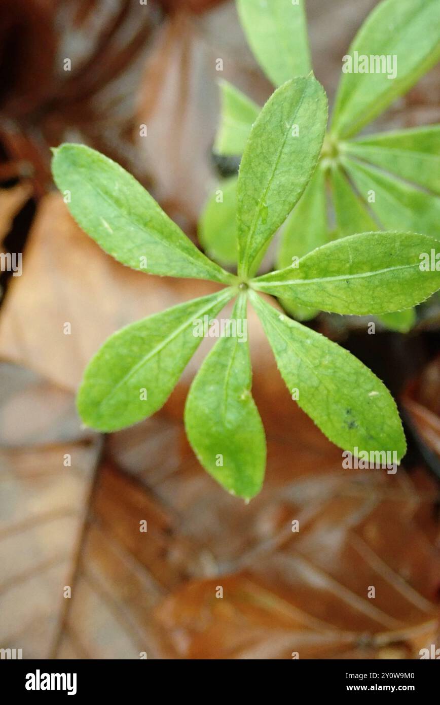 Sweet Woodruff (Galium odoratum) Plantae Stock Photo - Alamy