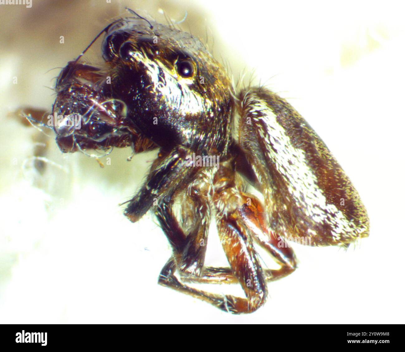 Bronze Jumping Spider (Eris militaris) Arachnida Stock Photo - Alamy