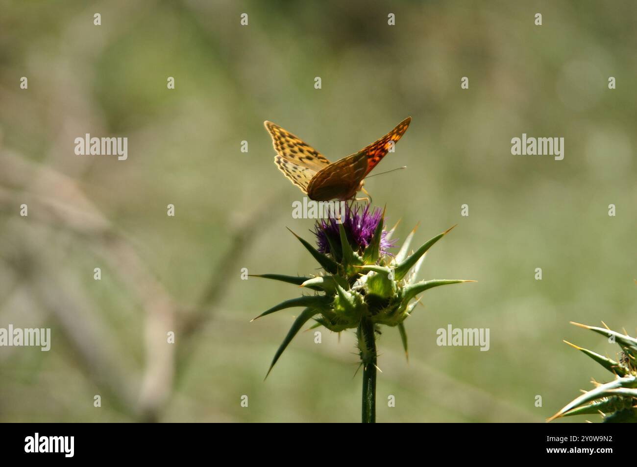 Cardinal Butterfly (Argynnis pandora) Insecta Stock Photo - Alamy