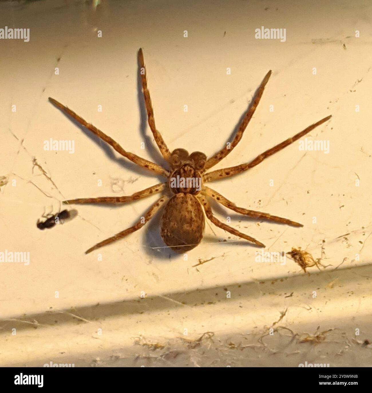 Running Crab Spiders (Philodromus) Arachnida Stock Photo - Alamy