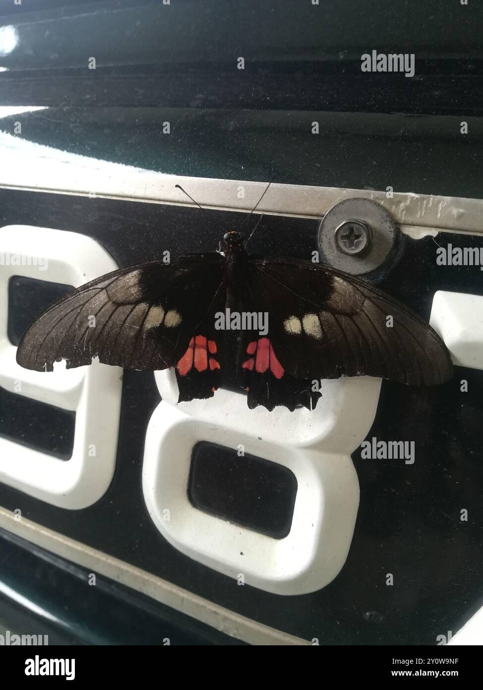 Ruby-spotted Swallowtail (Heraclides anchisiades) Insecta Stock Photo ...