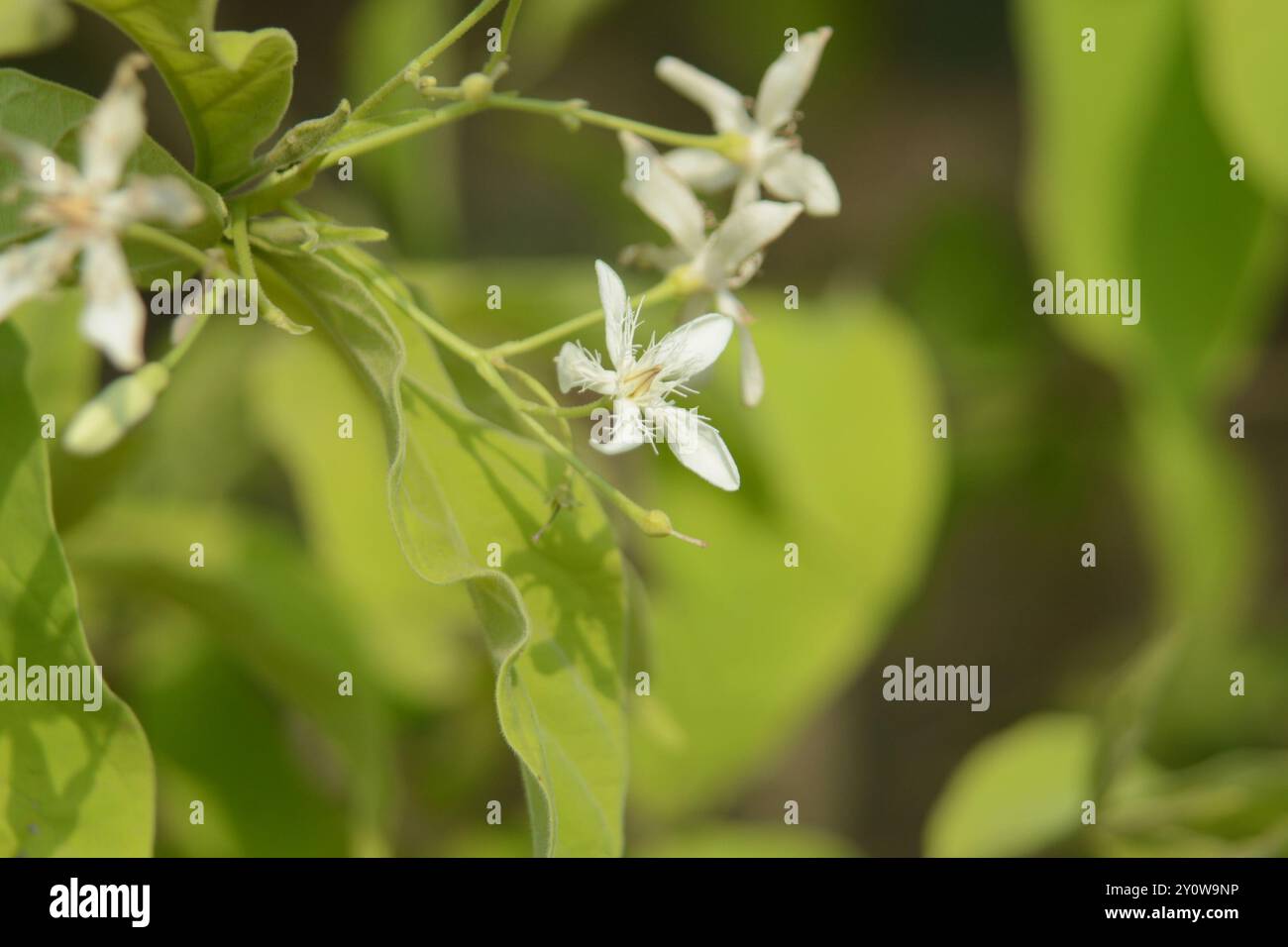Jaundice curative tree (Wrightia tinctoria) Plantae Stock Photo - Alamy