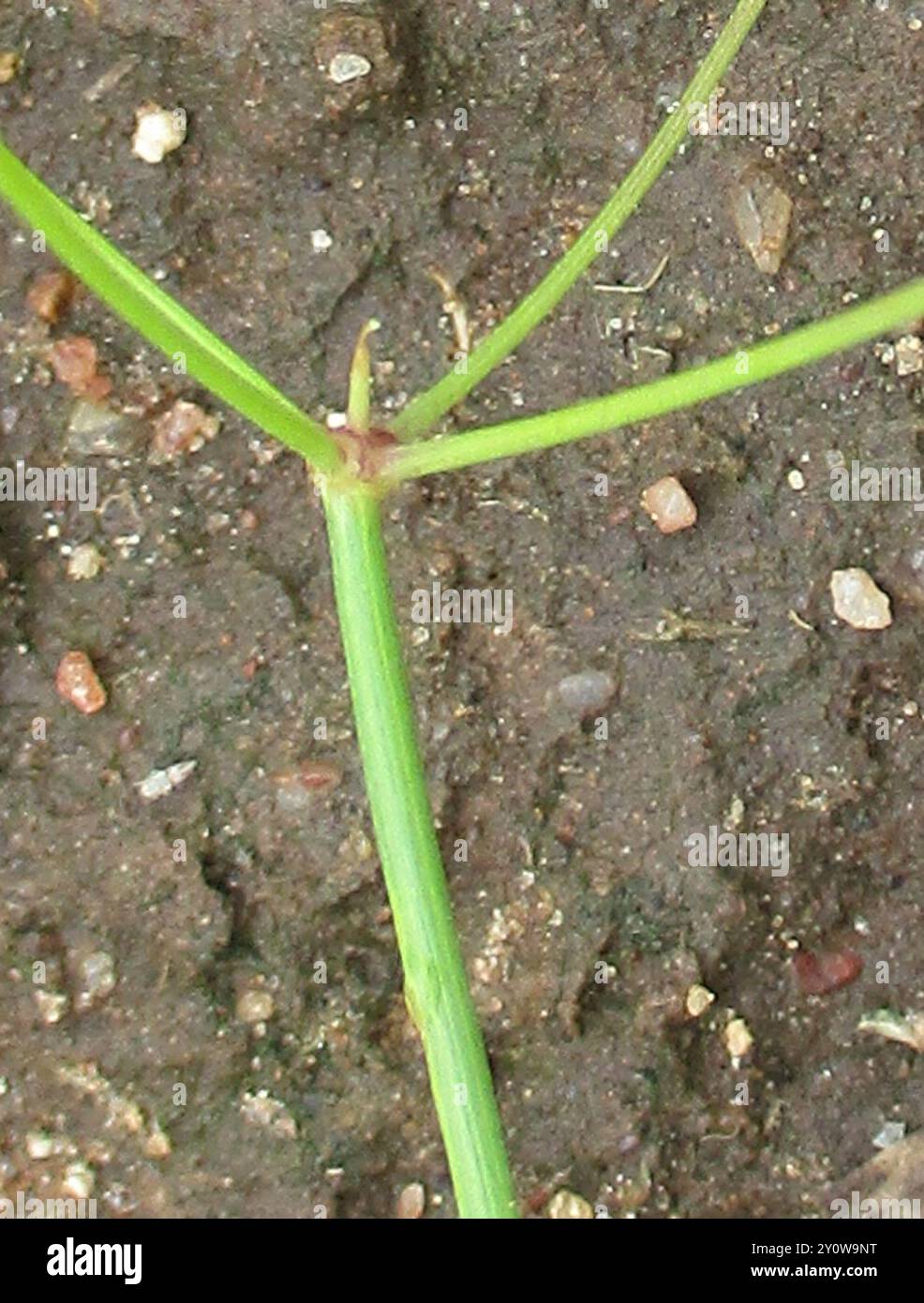 carrot family (Apiaceae) Plantae Stock Photo - Alamy