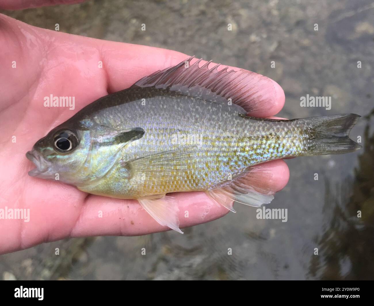 Redbreast Sunfish (Lepomis auritus) Actinopterygii Stock Photo - Alamy